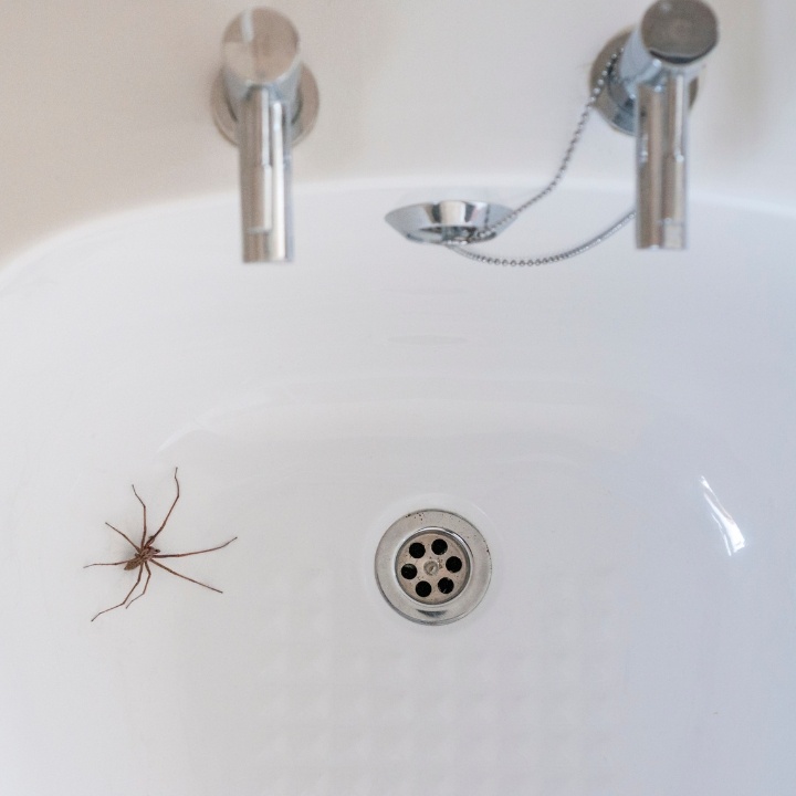 How To Keep Pests Out of Your Bathrooms | Sanctuary